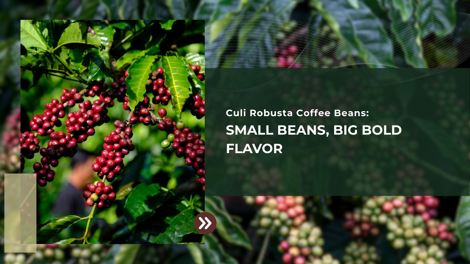 Culi Robusta Coffee Beans: Small Beans, Big Bold Flavor