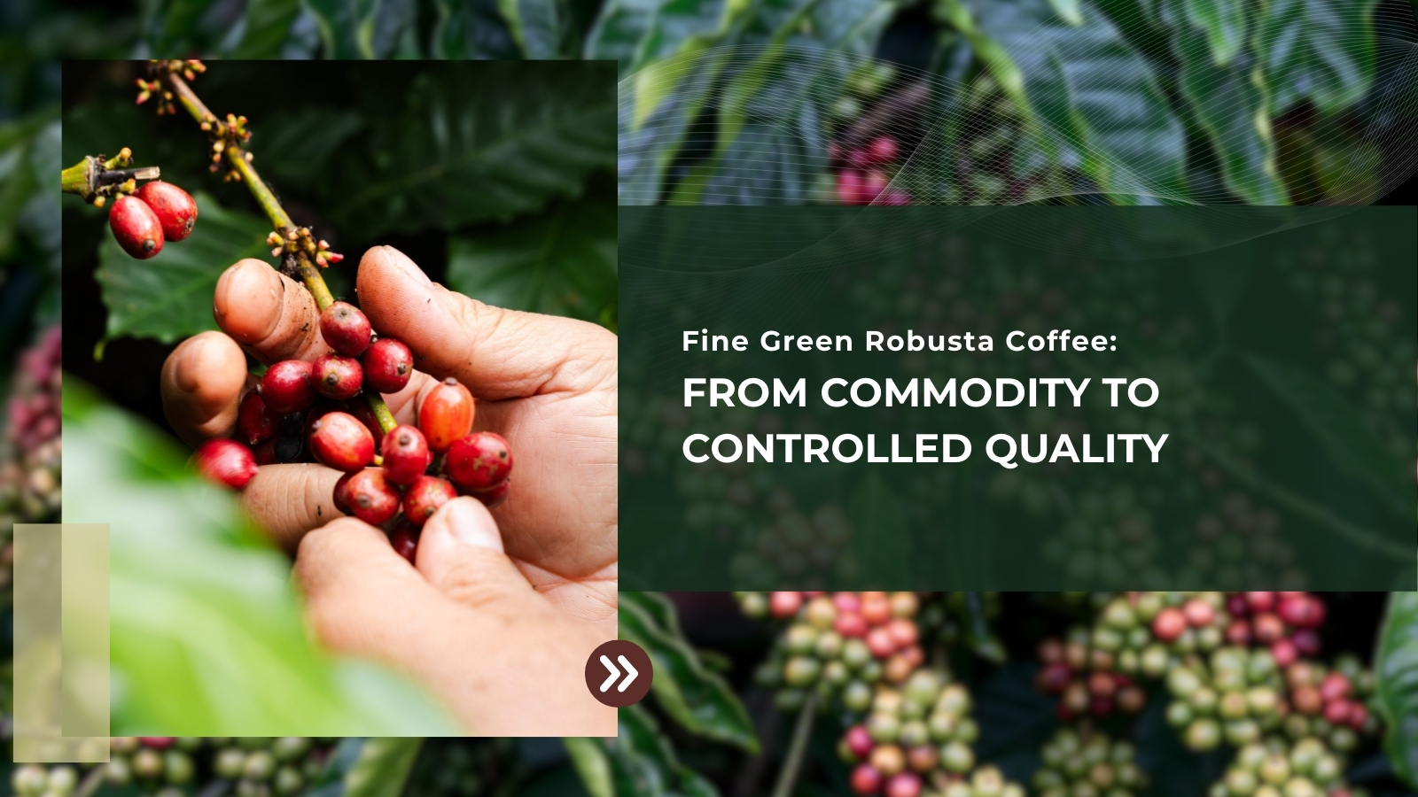 Fine Green Robusta Coffee: From Commodity To Quality