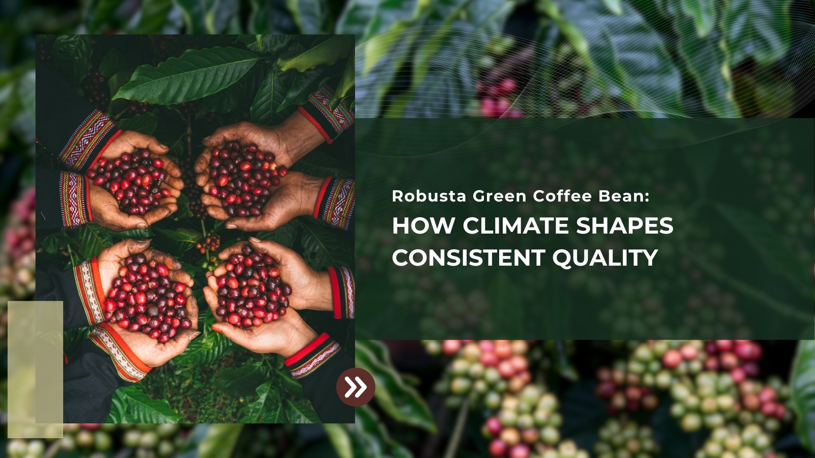 Robusta Green Coffee Bean: How Climate Shapes Quality